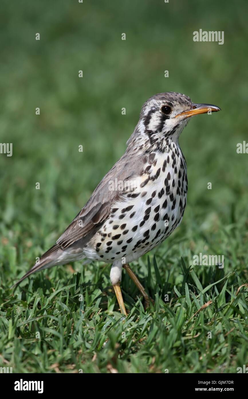 Wood Thrush Bird Stock Photo - Alamy
