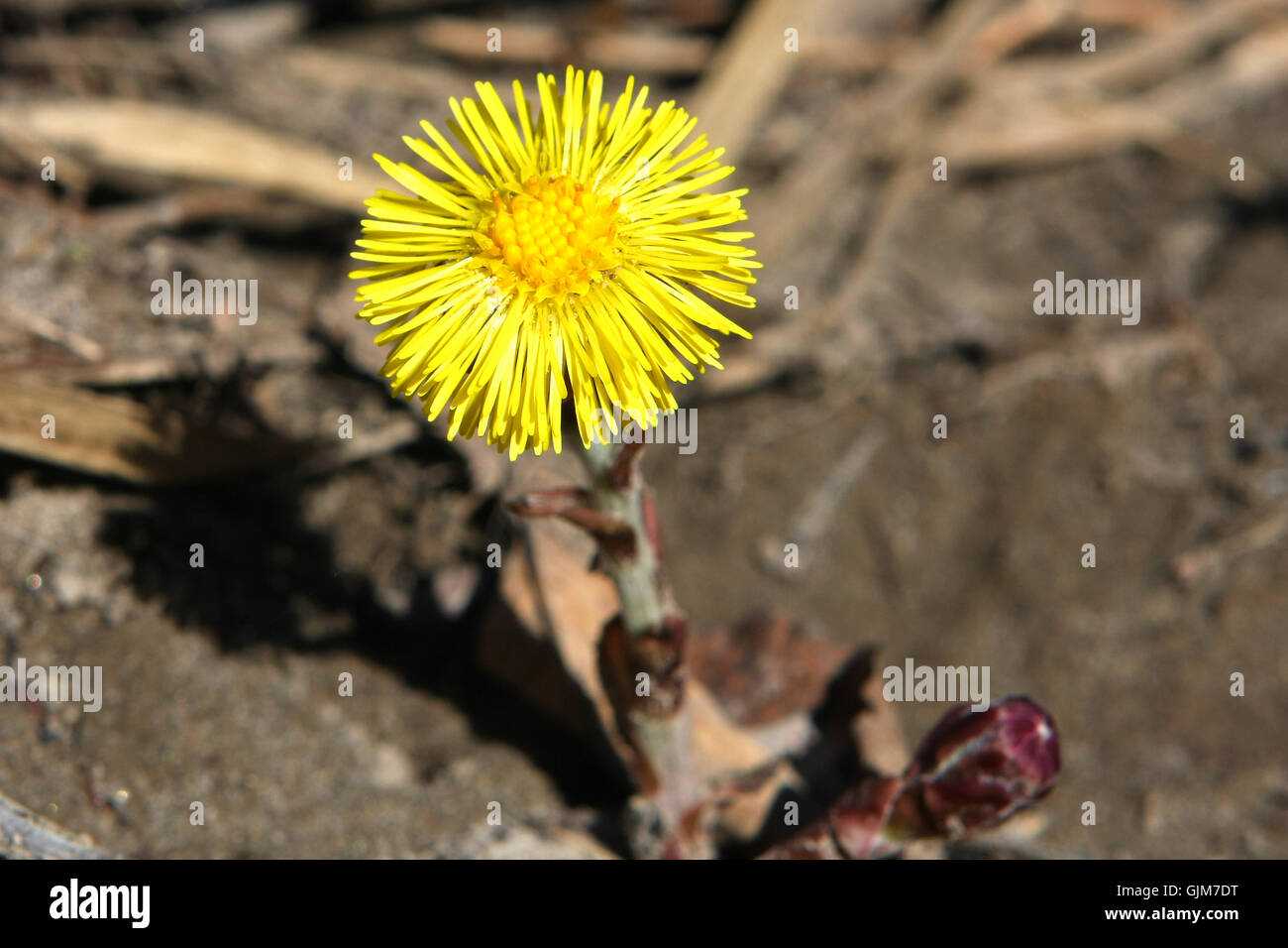 Flowers foalfoot tussilago farfara hi-res stock photography and images ...