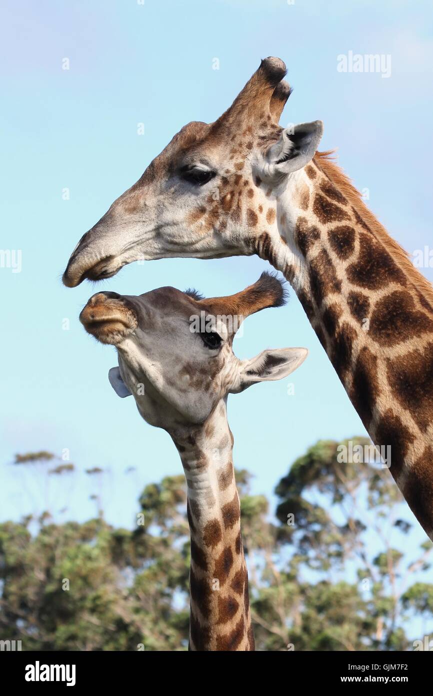 Kissing giraffe hi-res stock photography and images - Alamy