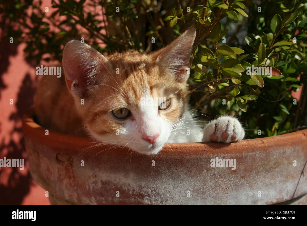 pet pussycat cat Stock Photo - Alamy