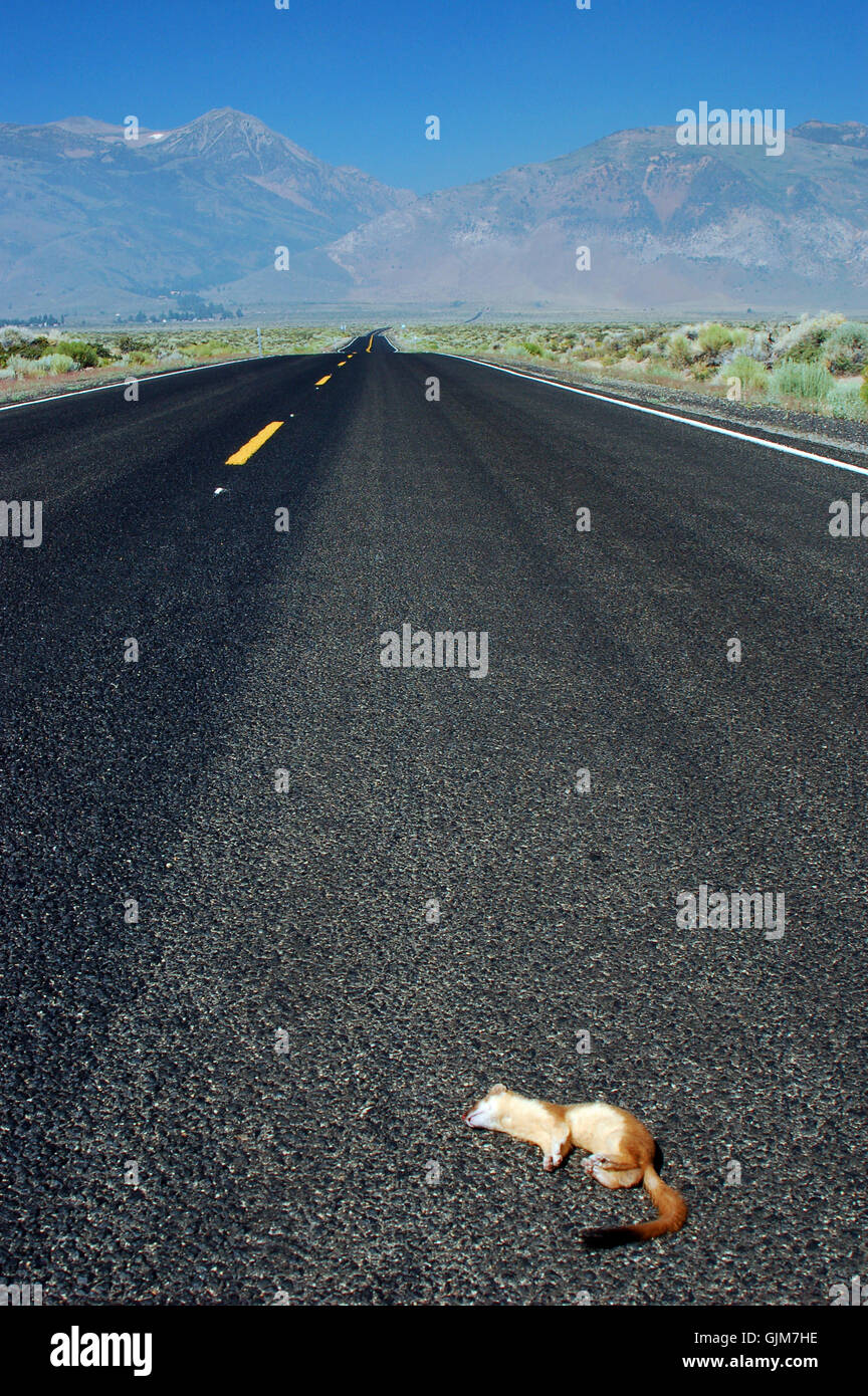 Highway Of Death Stock Photos & Highway Of Death Stock Images - Alamy