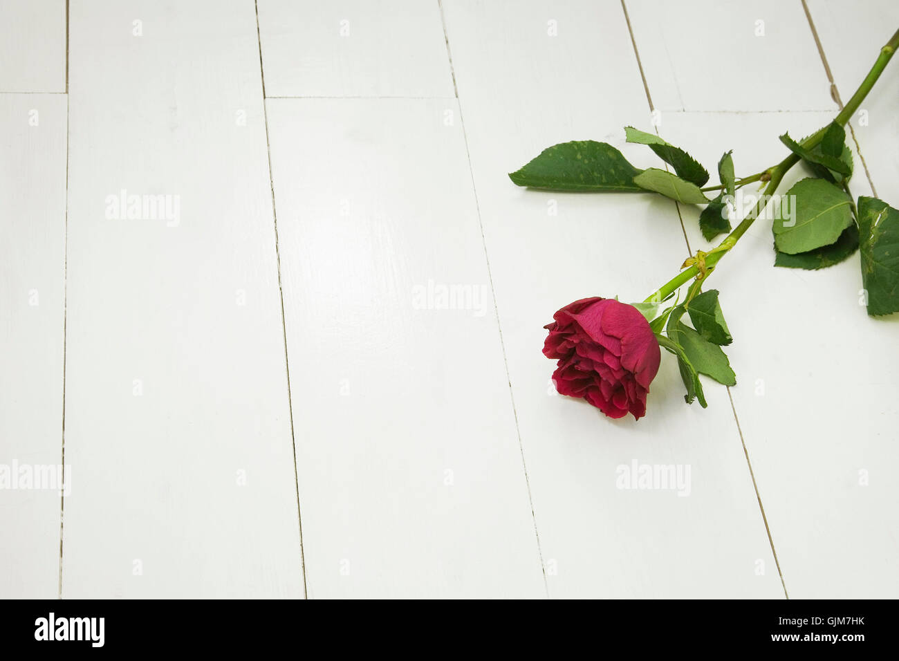 Single Red rose on white wooden floorboards Stock Photo - Alamy