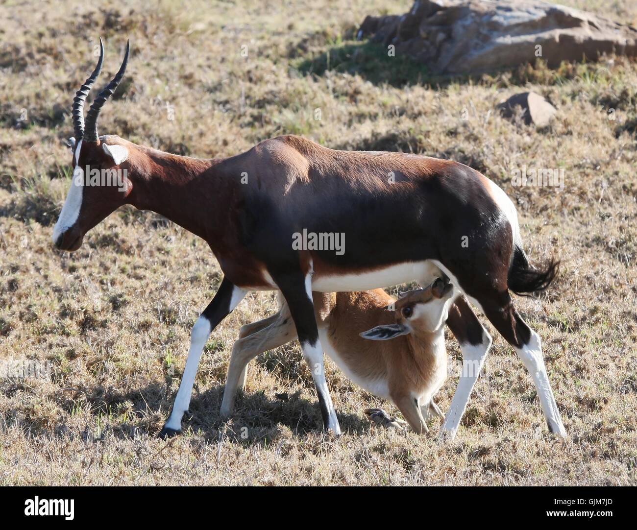 Bontebok Antelope Baby Stock Photo - Alamy