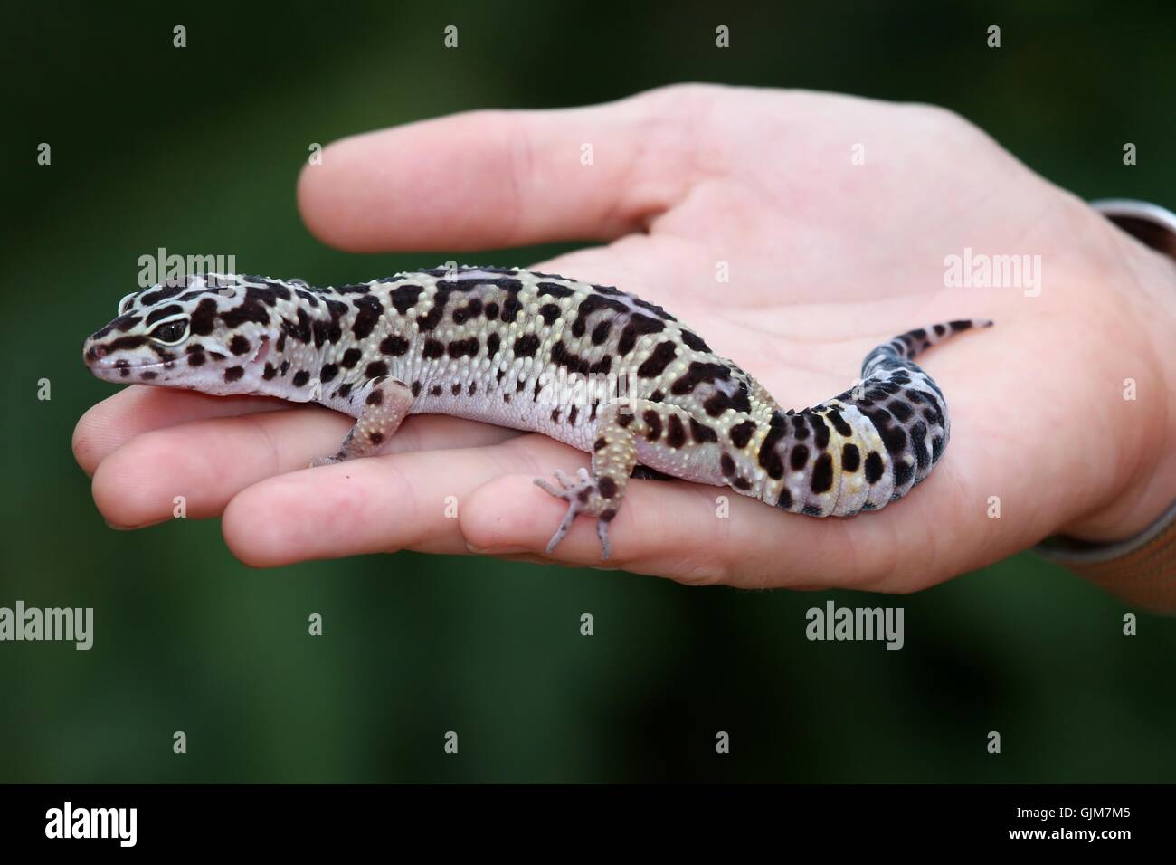 Beautiful Leopard Gecko Stock Photo - Alamy