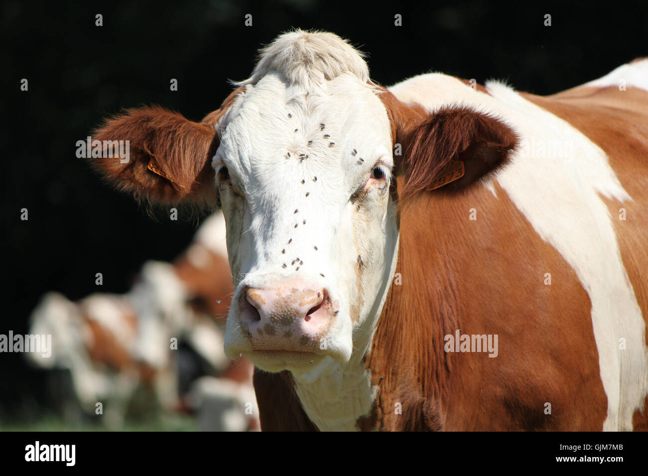 Head of a cow Stock Photo - Alamy