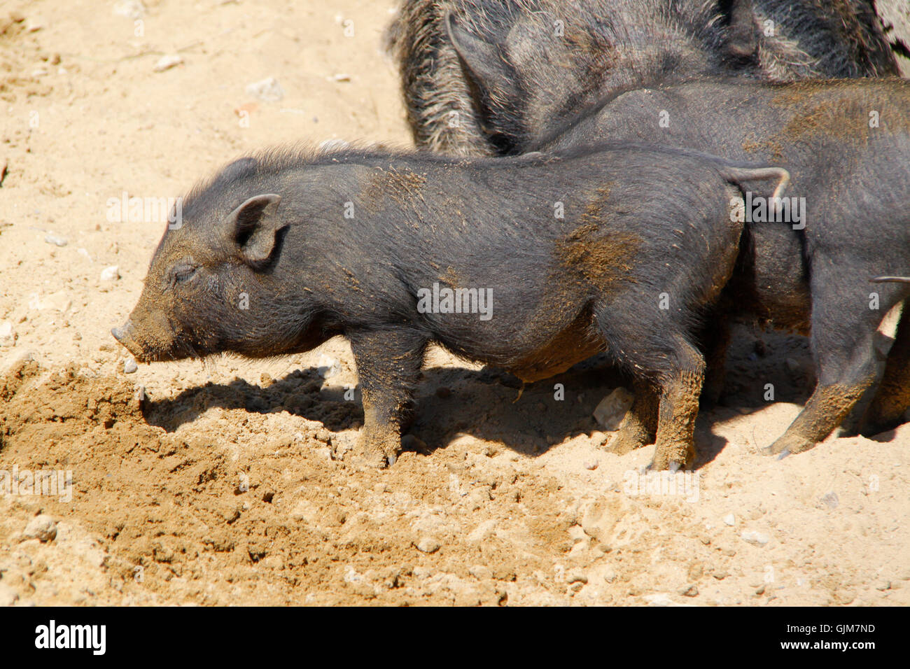 Black domestic pig hi-res stock photography and images - Alamy