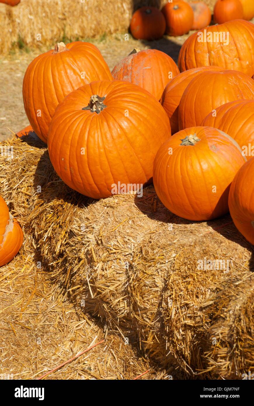 Bright Orange Pumpkins Stacked on Hay Bales Stock Photo - Alamy