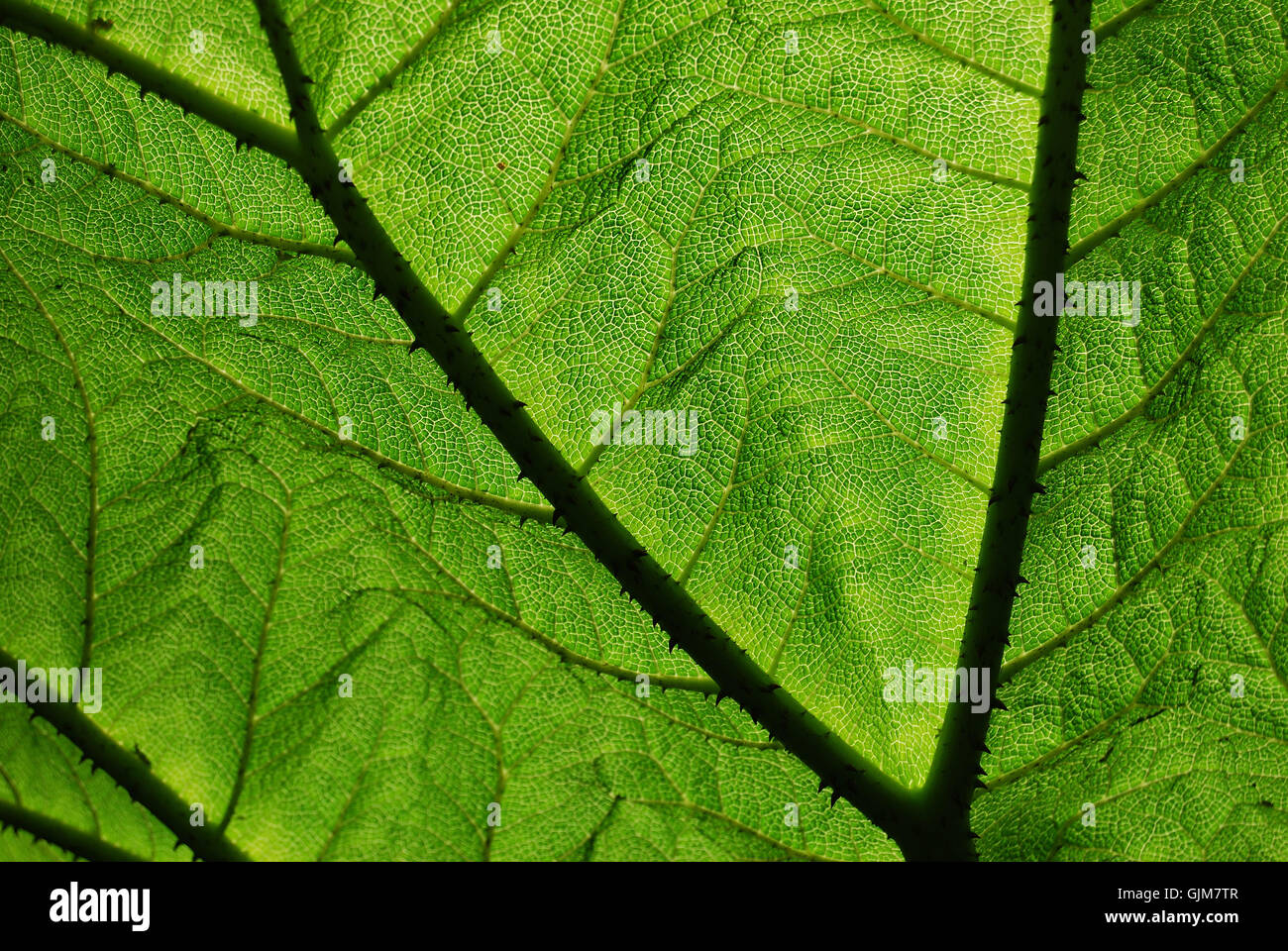 Green leaf backlit hi-res stock photography and images - Alamy