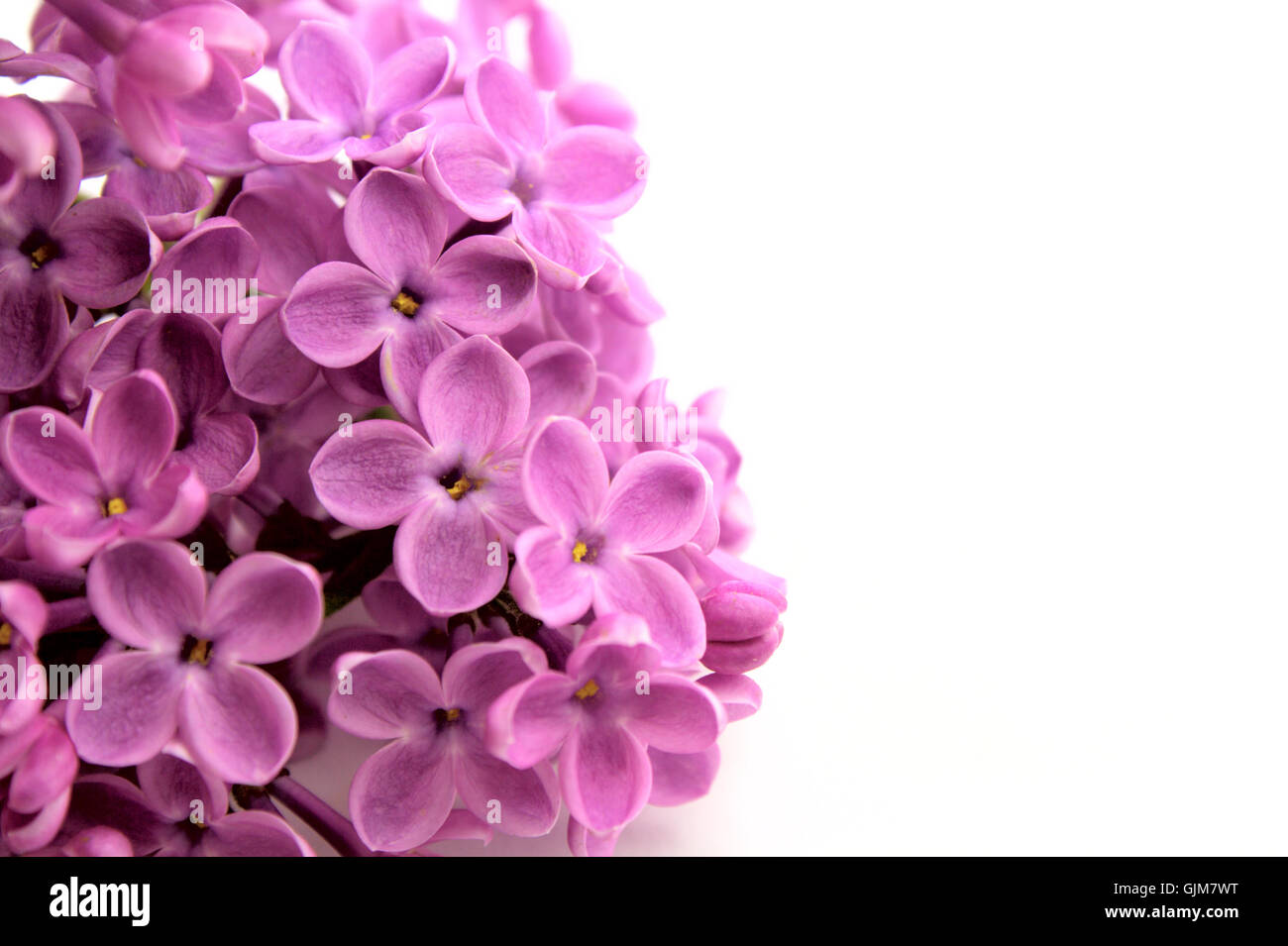 Beautiful Lilac Flower Stock Photo - Alamy
