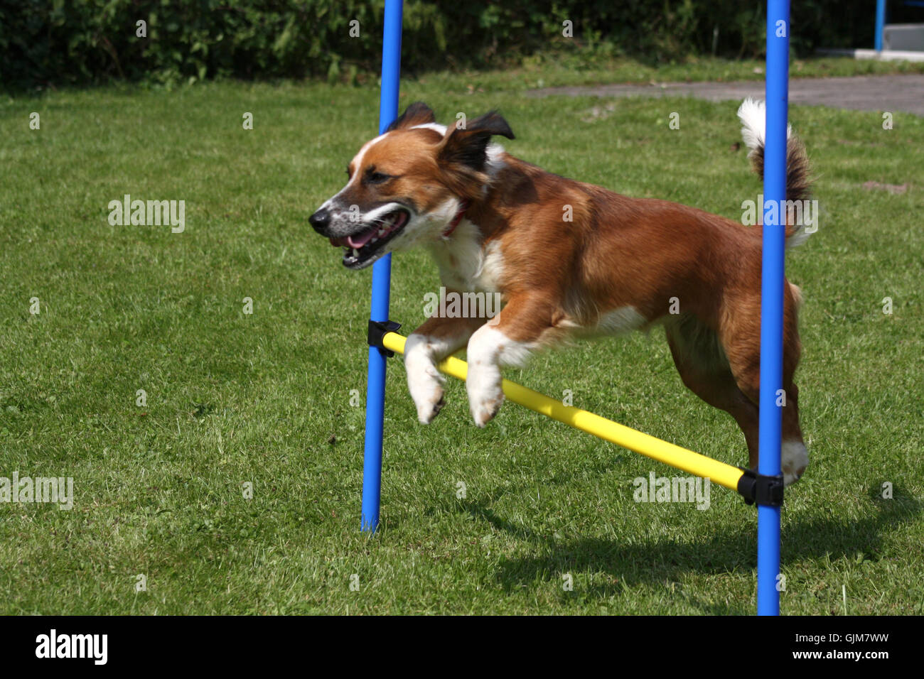 Flying agility hi-res stock photography and images - Alamy