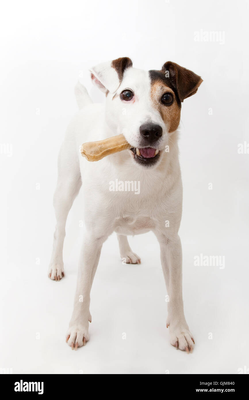 The dog with the bone Stock Photo - Alamy