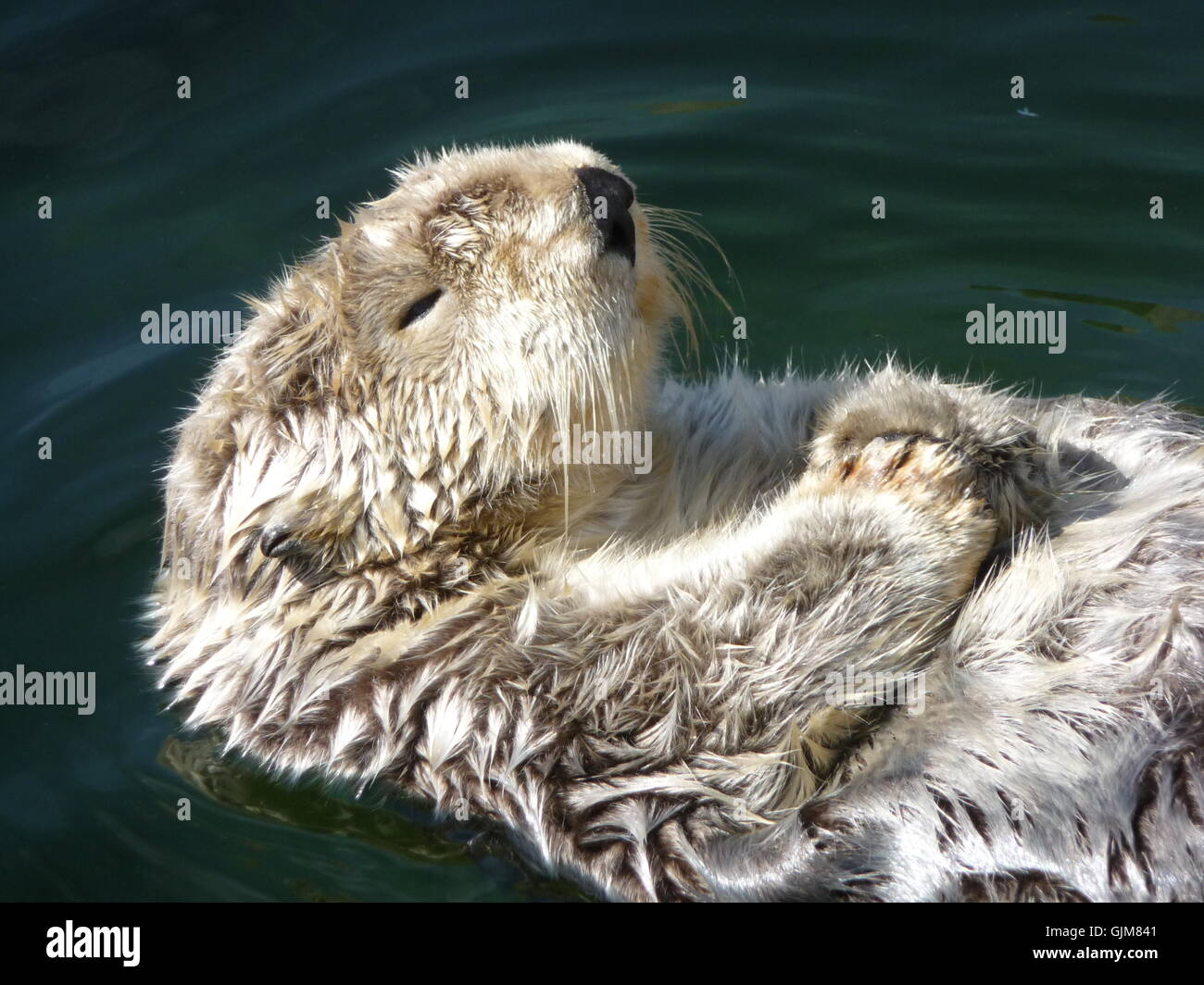 The silence of animals hi-res stock photography and images - Alamy
