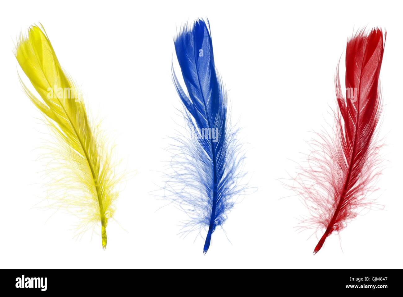 Red blue and yellow feathers Stock Photo - Alamy