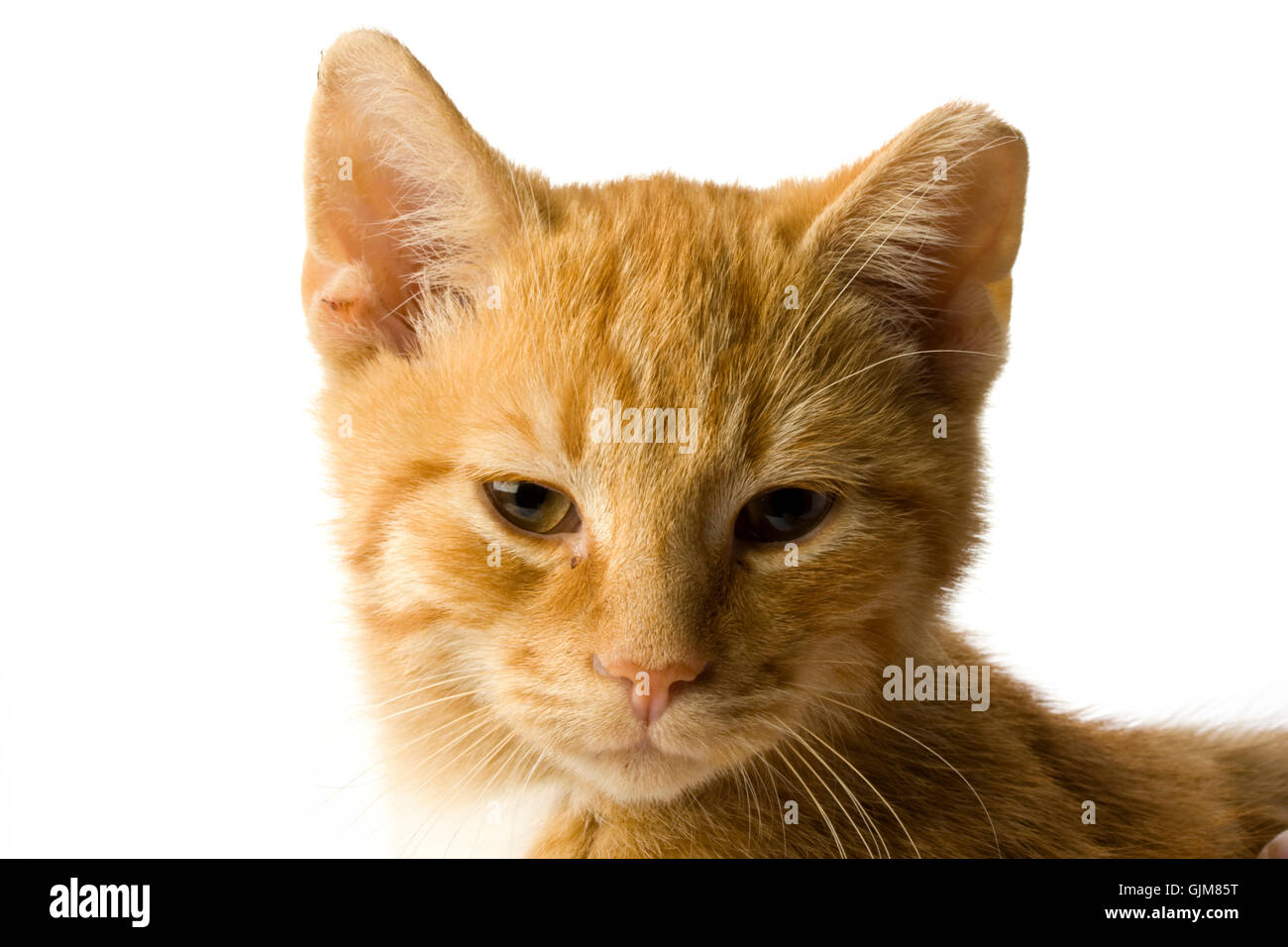 detail of a small cat Stock Photo - Alamy