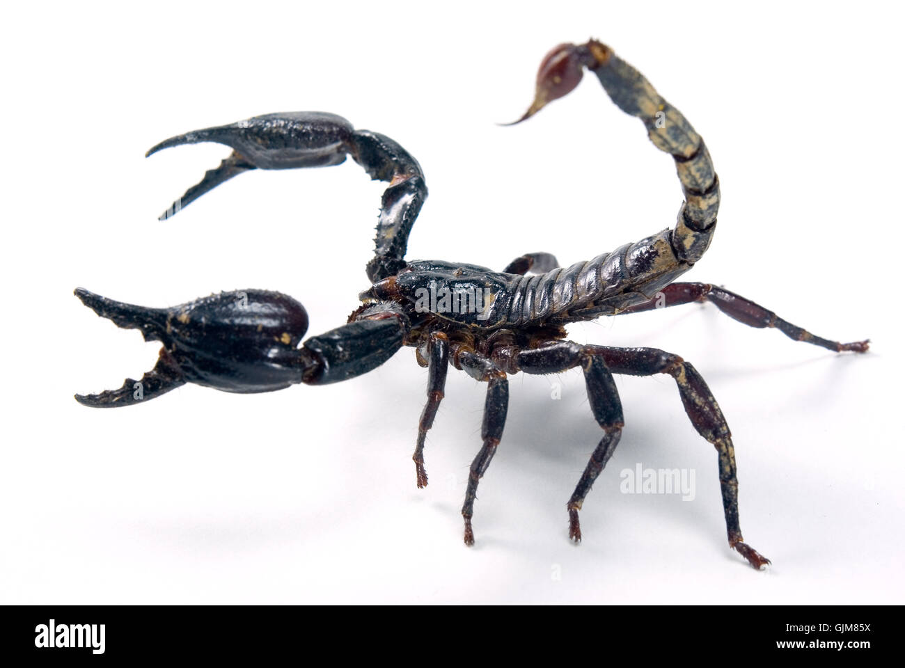Scorpion attack hi-res stock photography and images - Alamy