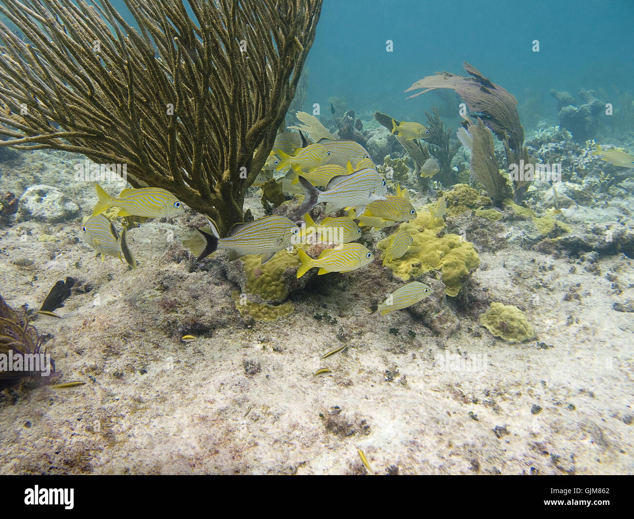 White grunt fish underwater hi-res stock photography and images - Alamy