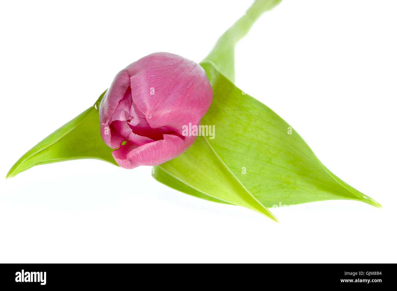 Tulip wild romance Cut Out Stock Images & Pictures - Alamy