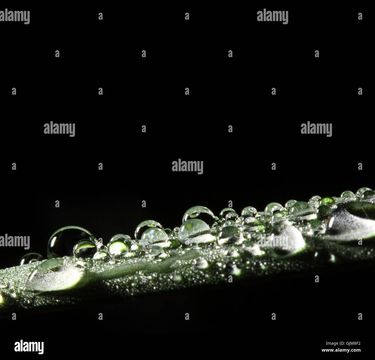 leaf drop dew Stock Photo - Alamy