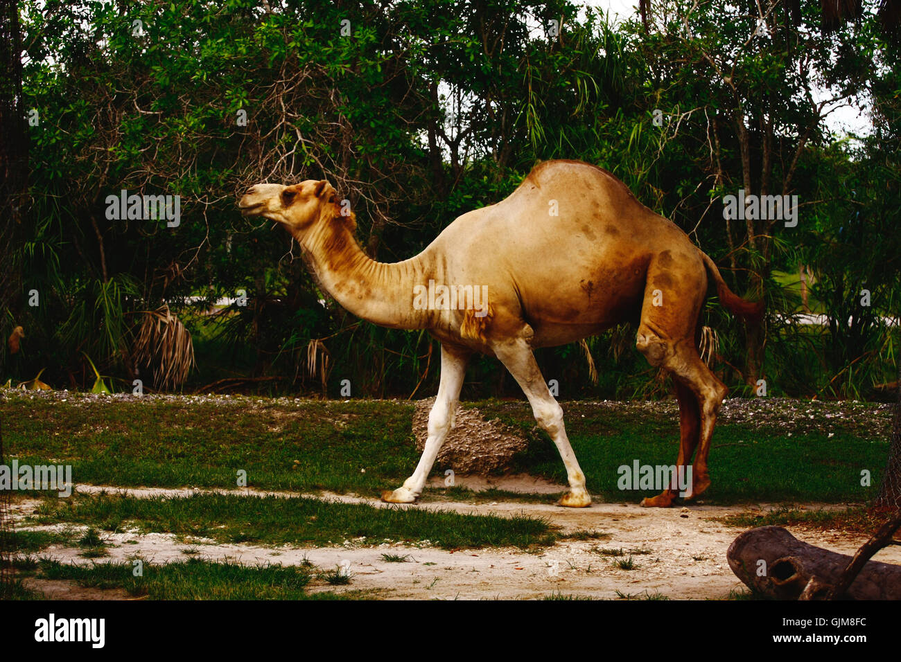 Big hump camel hi-res stock photography and images - Alamy