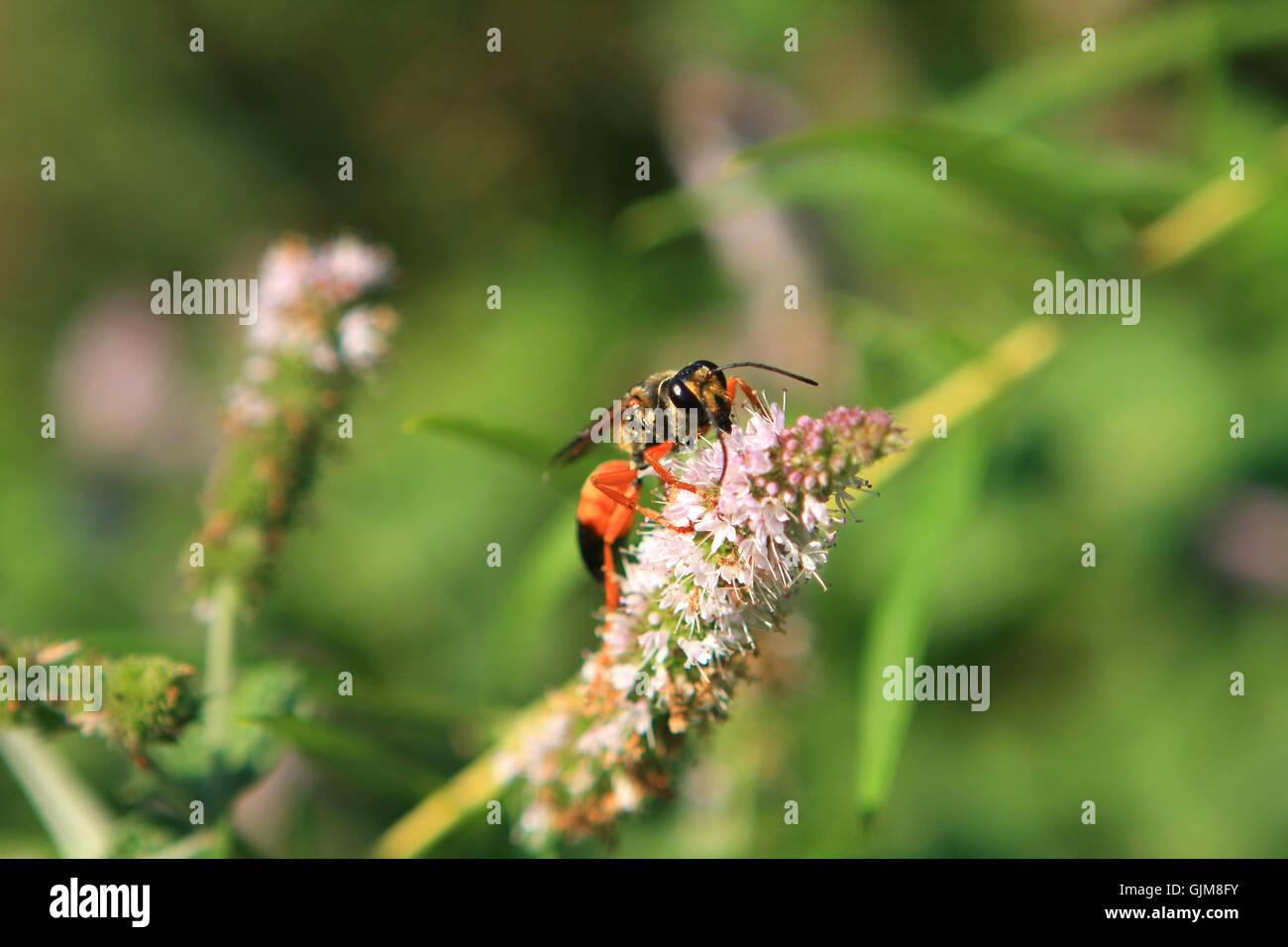 Great Golden Digger Wasp Stock Photo - Alamy