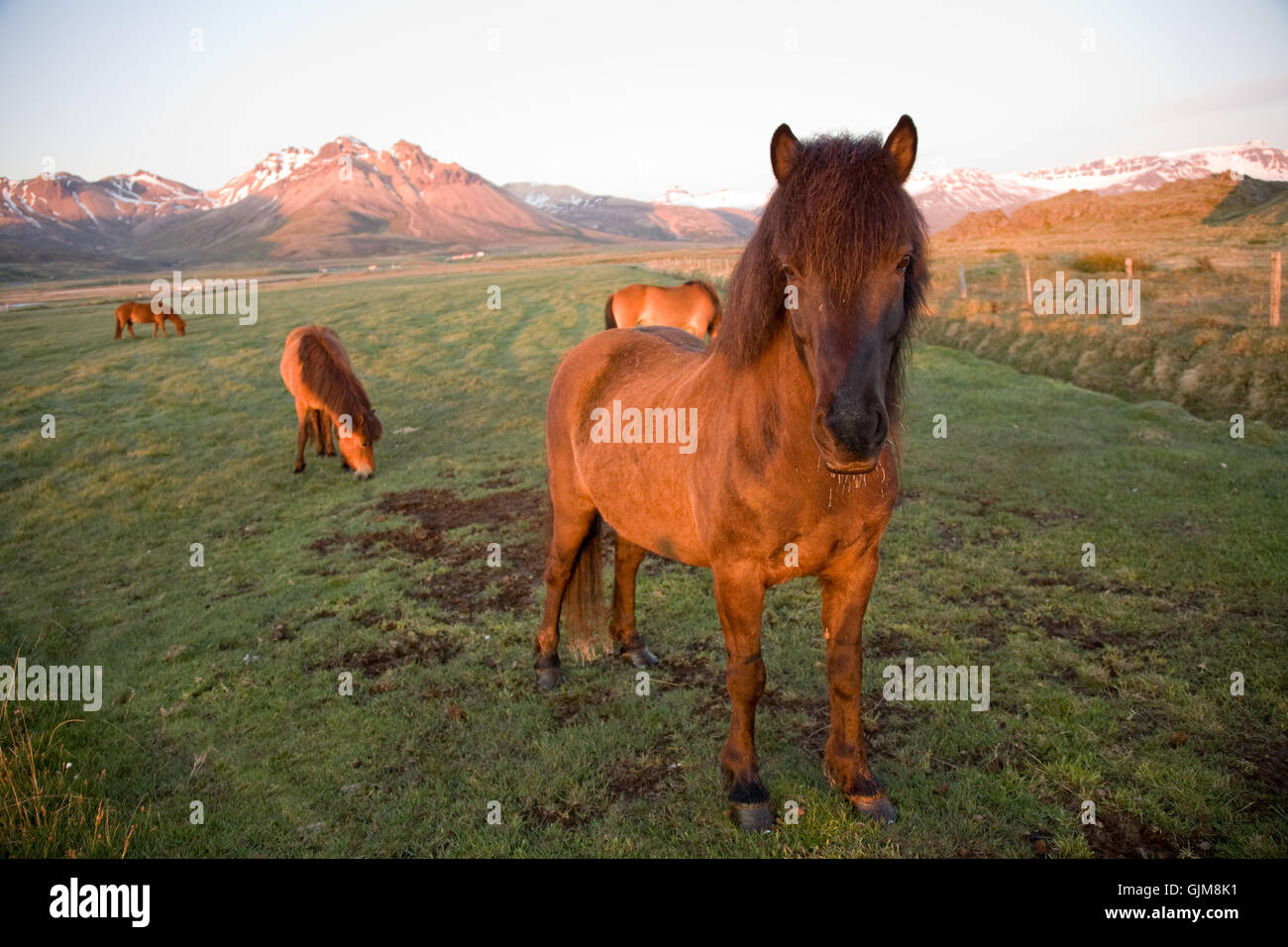 horse stallion mare Stock Photo - Alamy