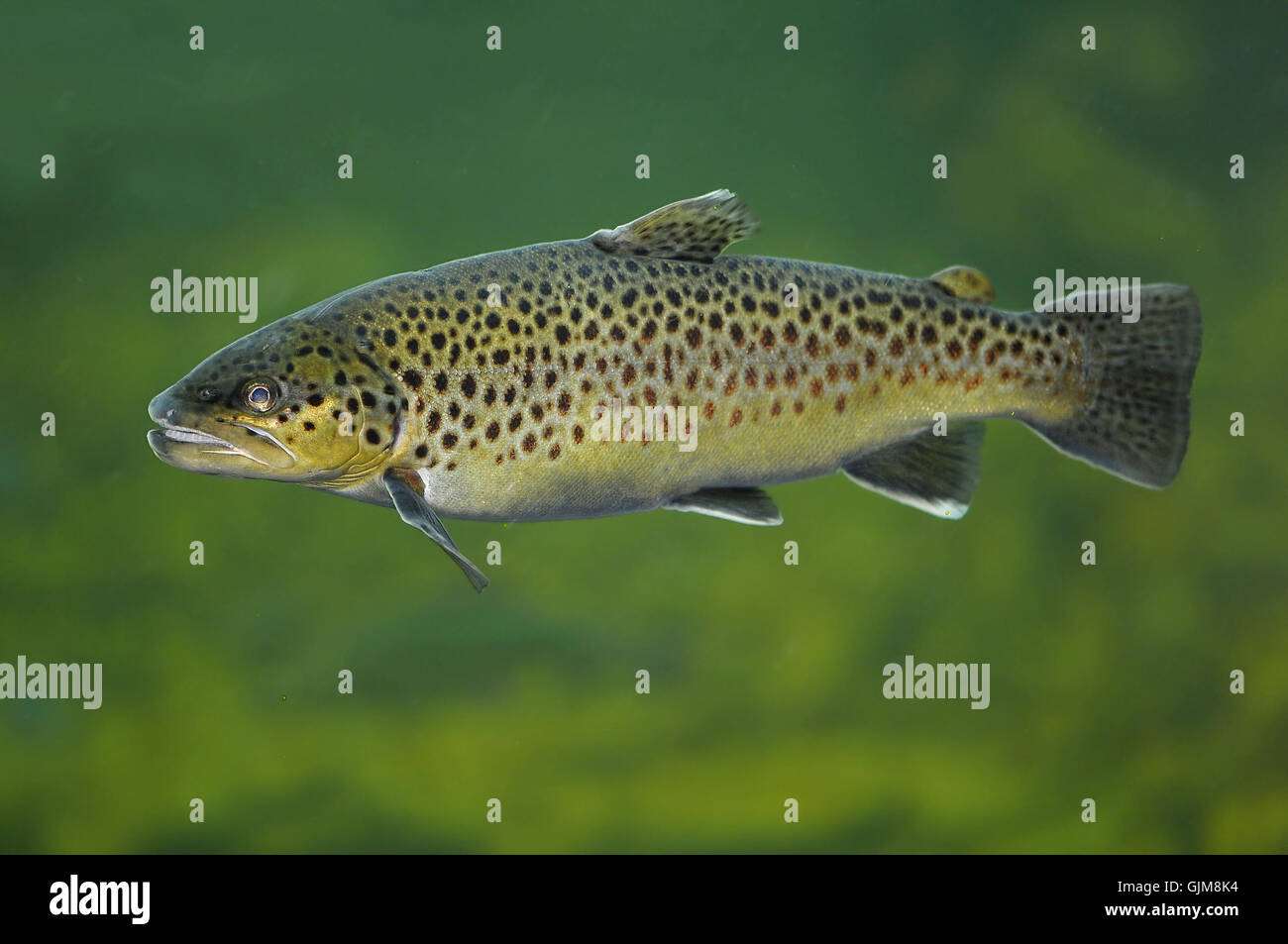 Brook trout hi-res stock photography and images - Alamy