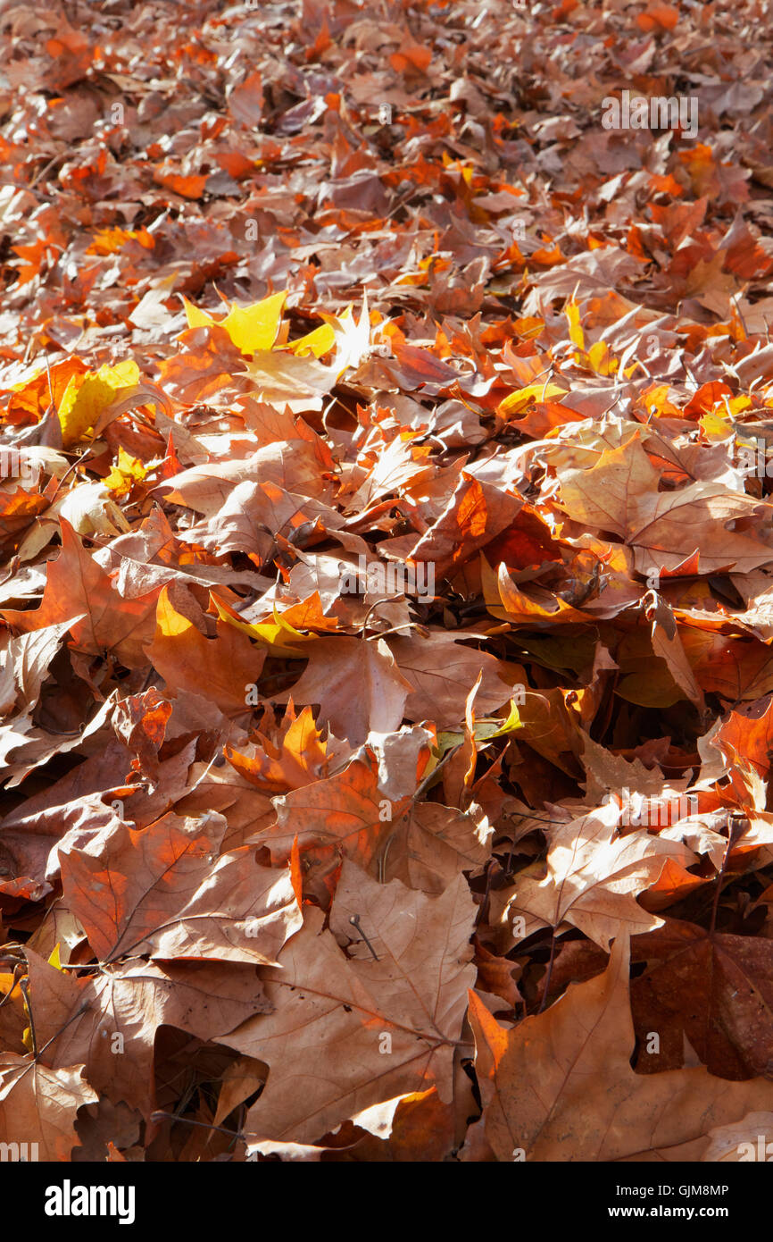 Fall leaf pile vertical Stock Photo - Alamy