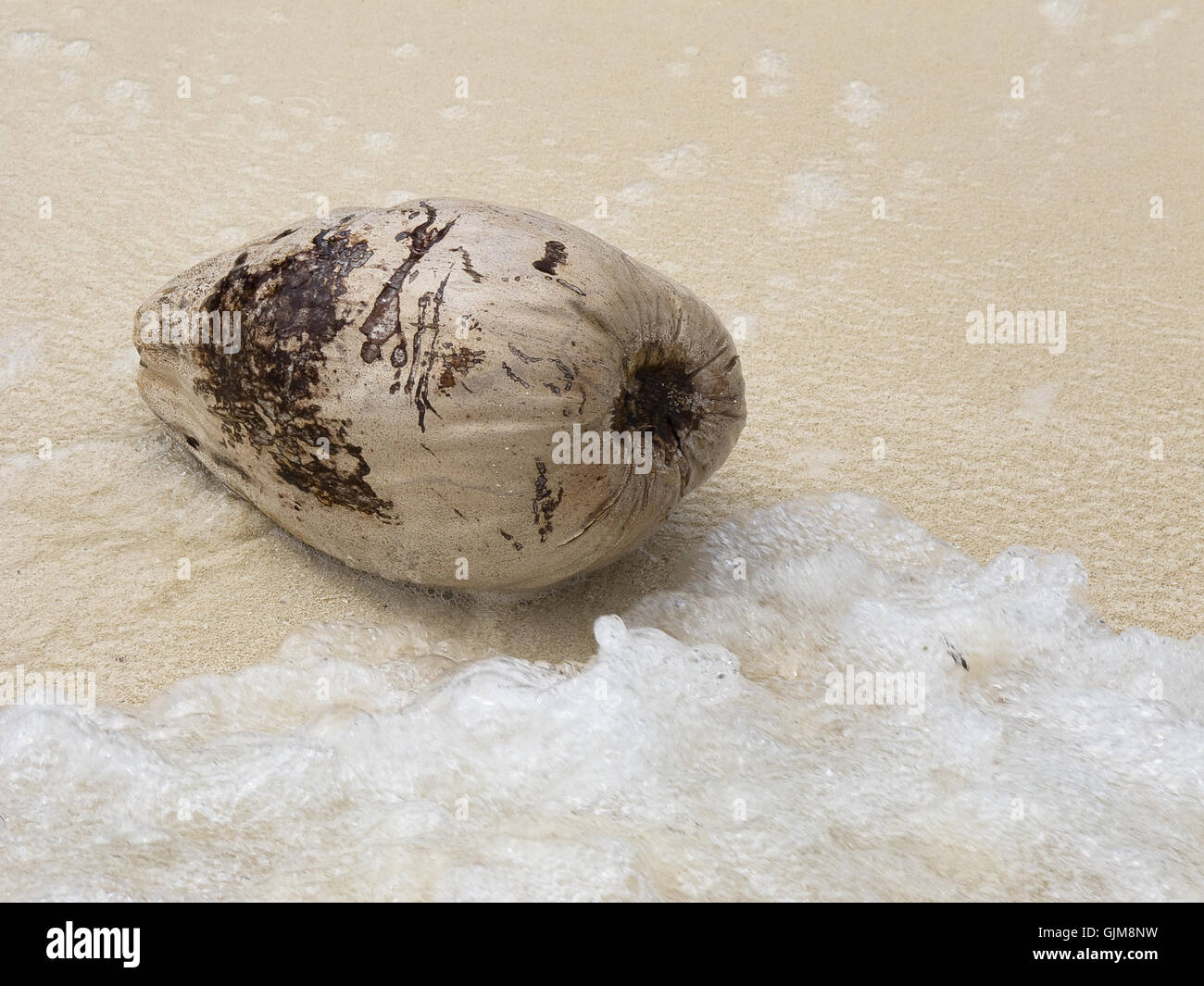 Washed up coconut Stock Photo - Alamy