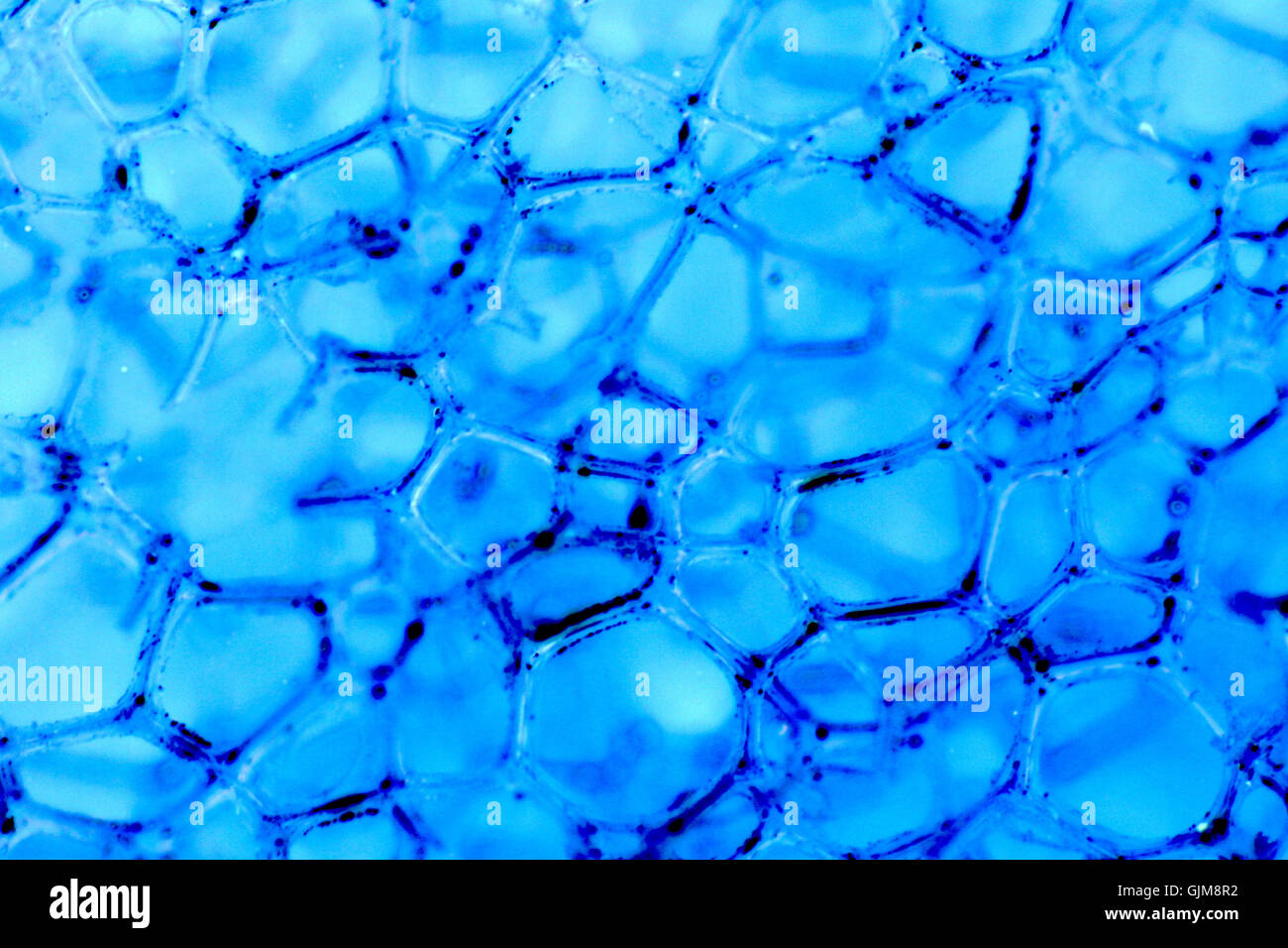 blue science skin Stock Photo - Alamy