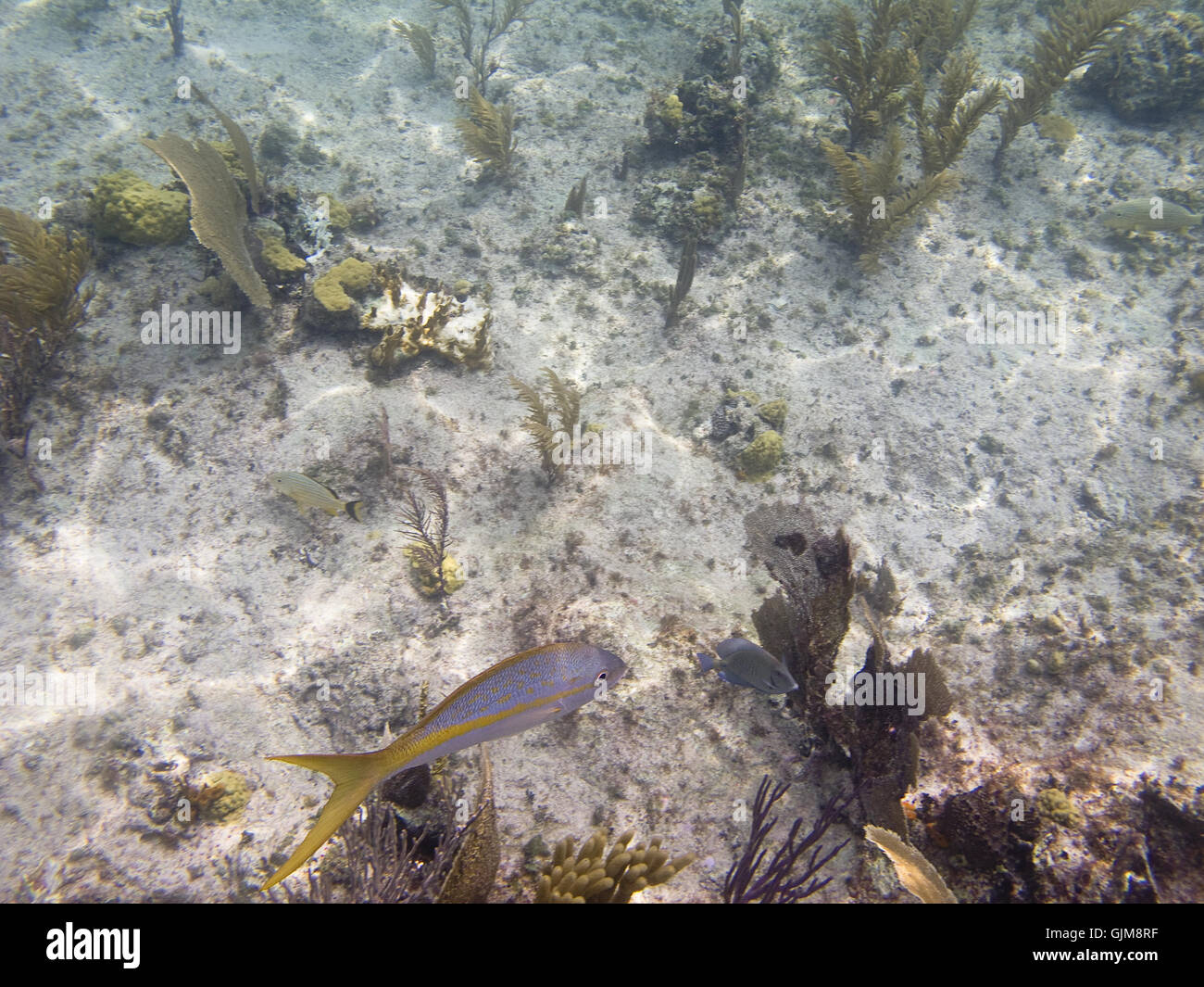Fish in a reef Stock Photo - Alamy