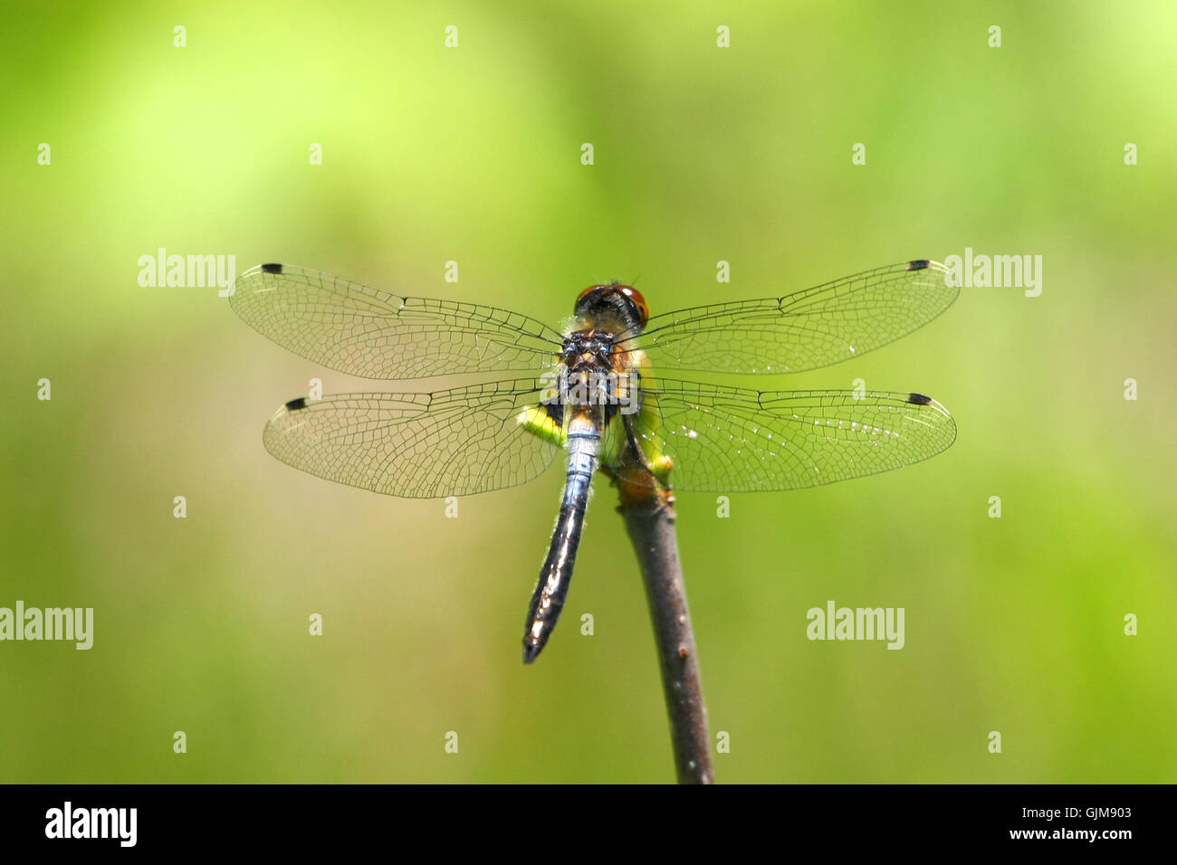 Chalk fronted corporal hi-res stock photography and images - Alamy