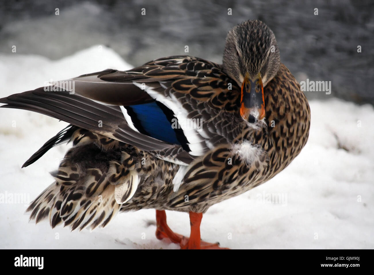 female mallard duck Stock Photo - Alamy