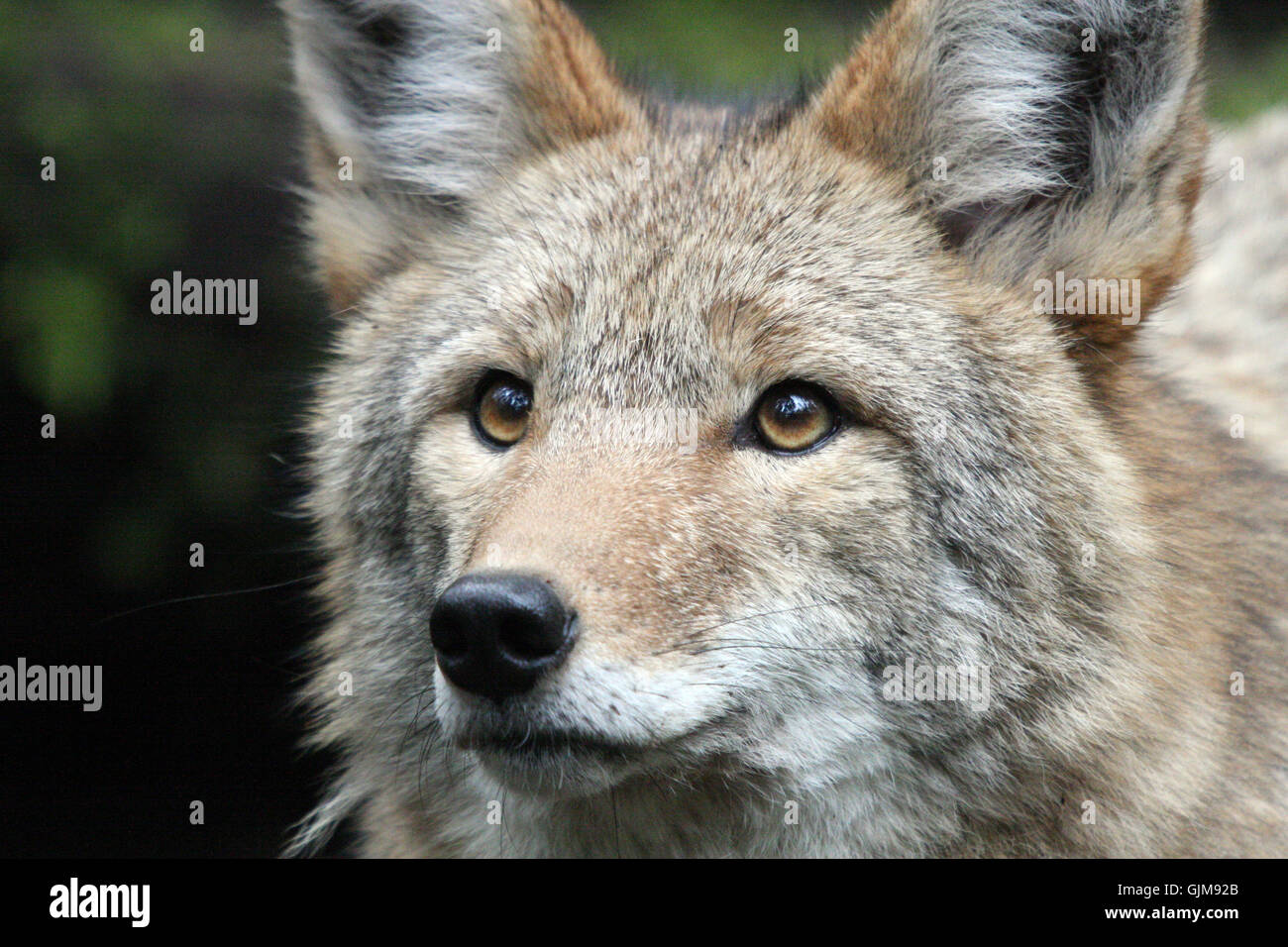 Coyote bird hi-res stock photography and images - Alamy