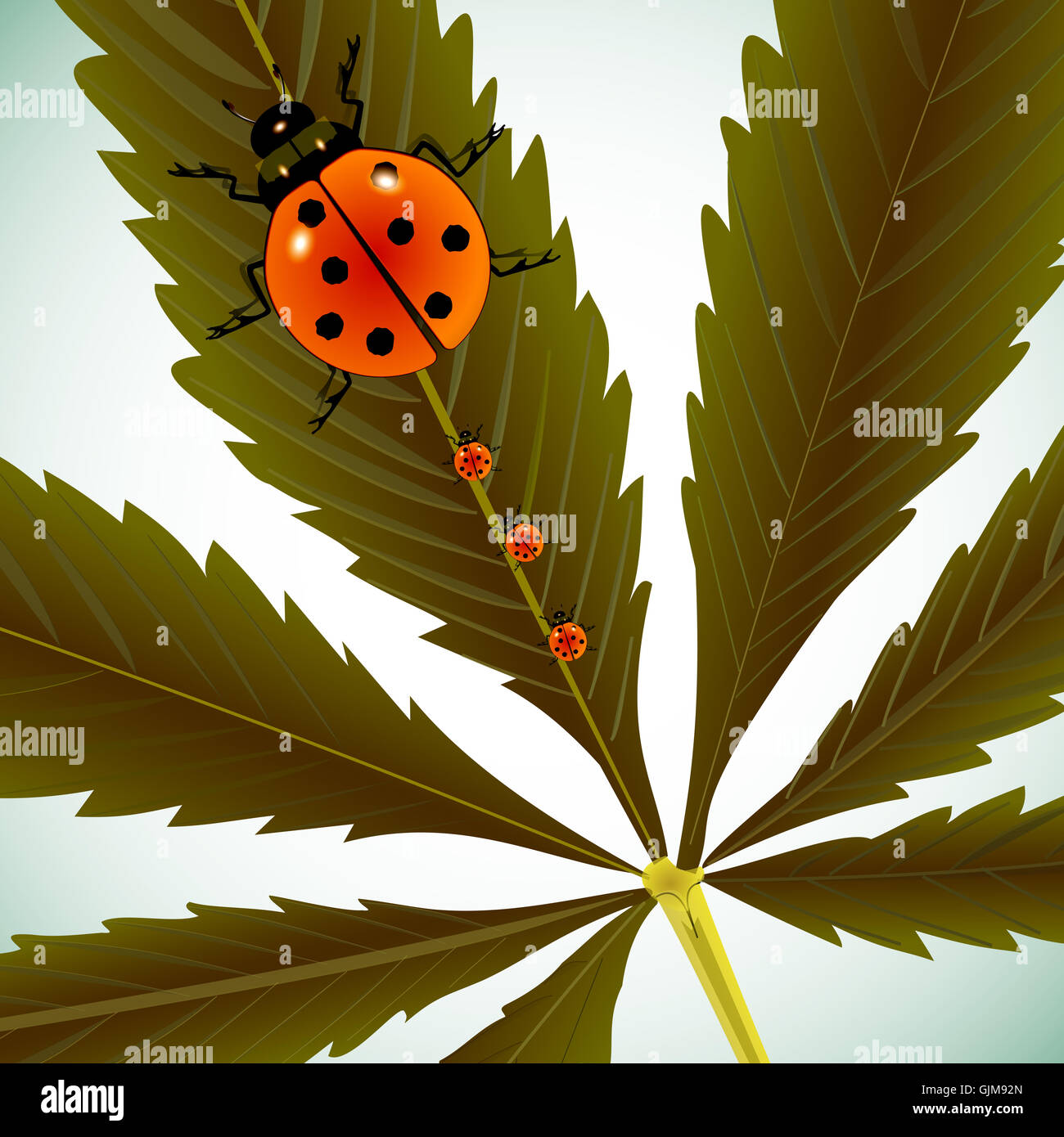 ladybugs on cannabis leaf Stock Photo - Alamy