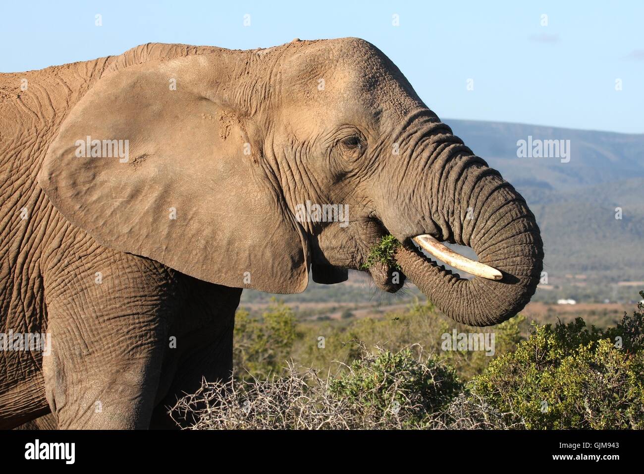 How do you eat an elephant hi-res stock photography and images - Alamy
