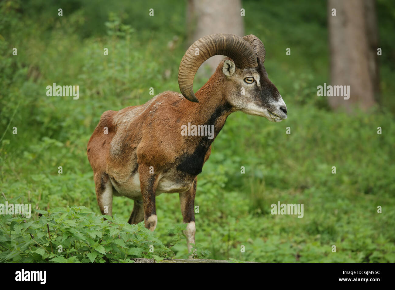 mouflon in the forest Stock Photo - Alamy