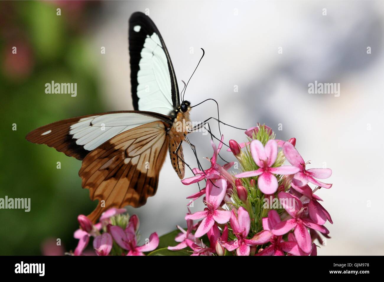 Swallowtail Butterfly Feeding Stock Photo - Alamy