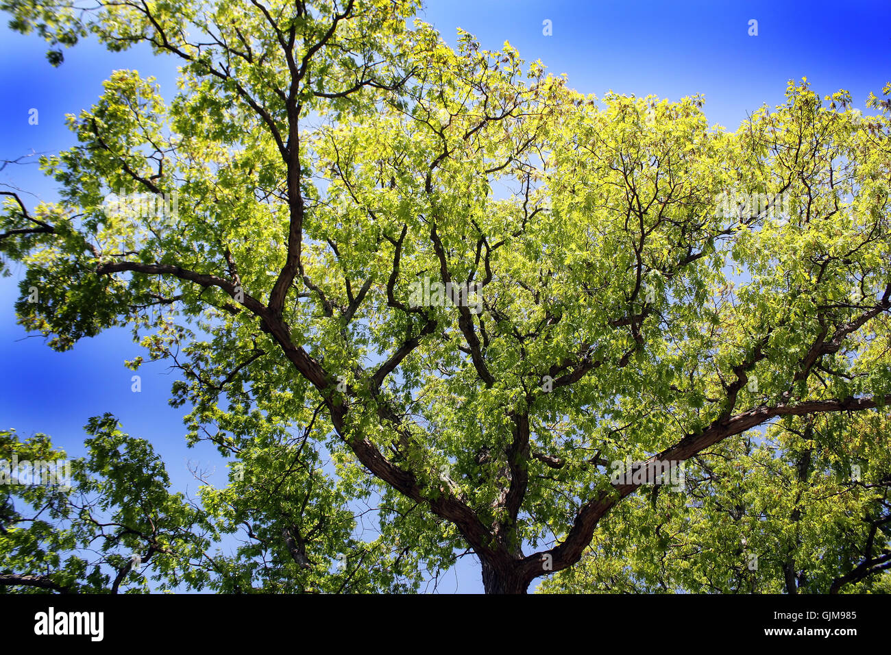High biodiversity tree stump hi-res stock photography and images - Alamy
