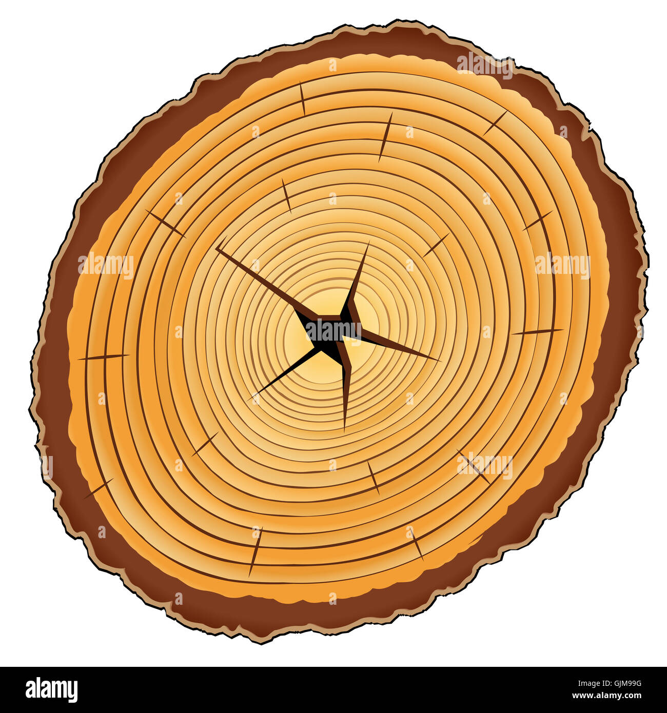Cross section tree art hi-res stock photography and images - Alamy