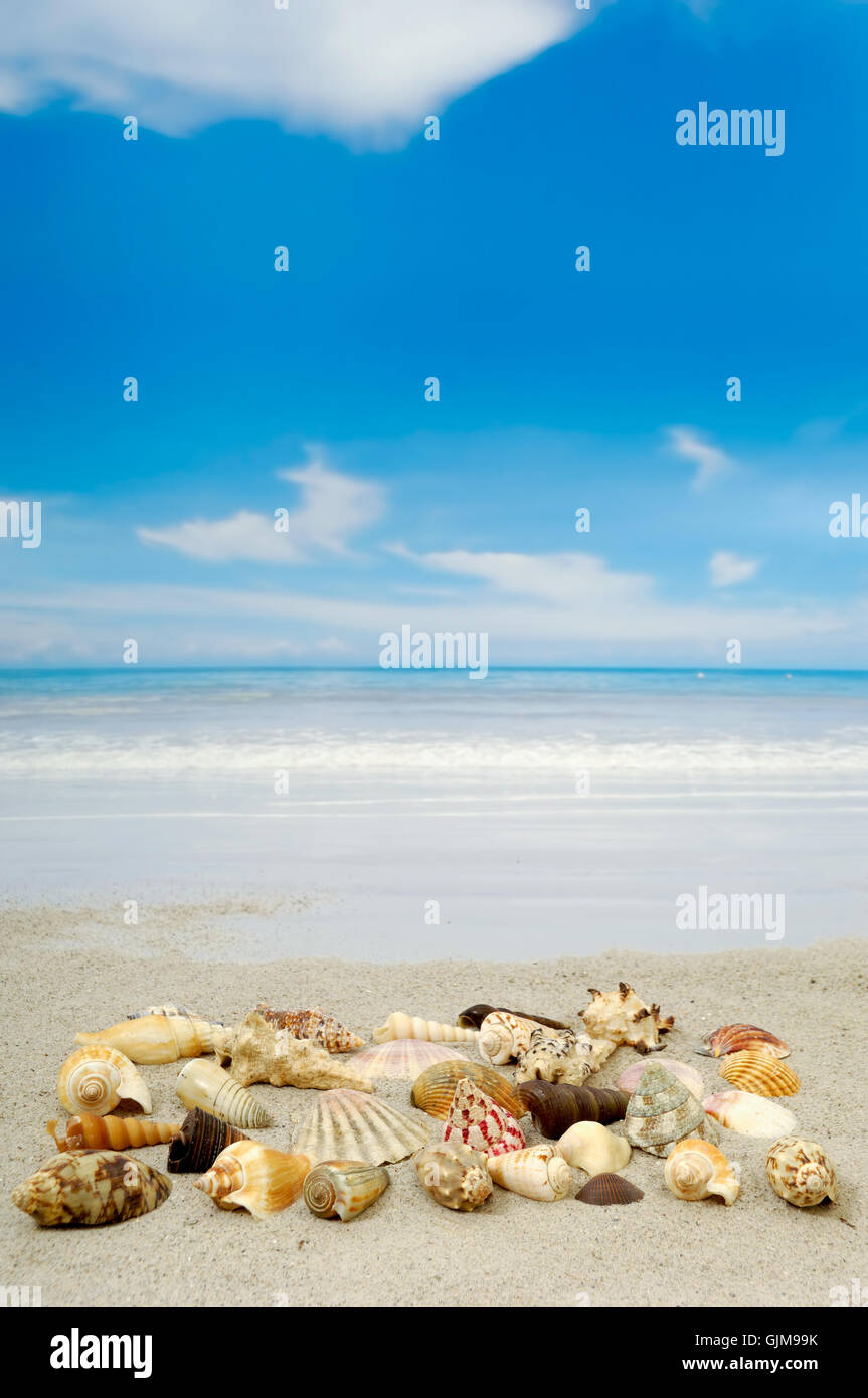 Shell collection on beach Stock Photo - Alamy