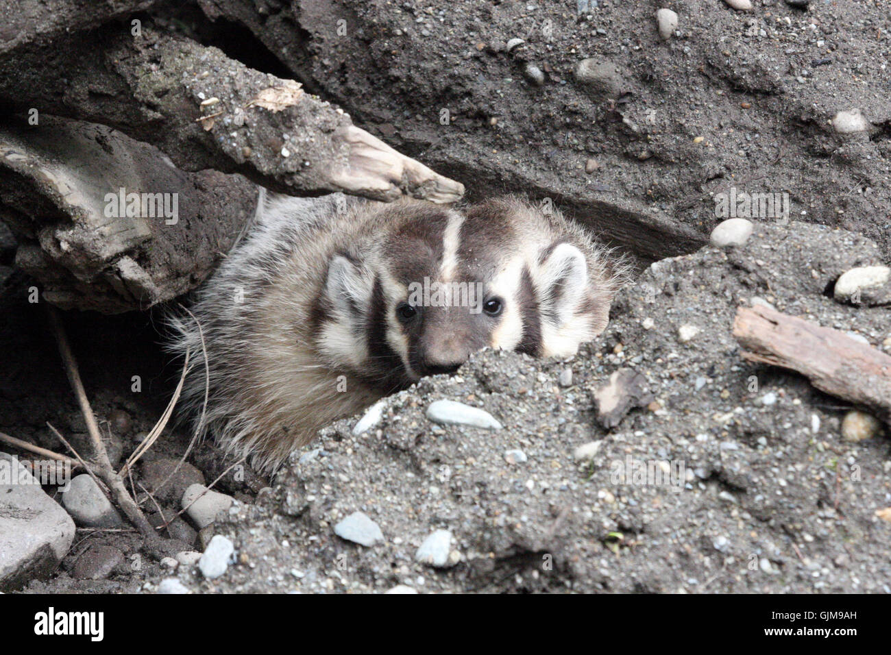 Zoo animal badger hi-res stock photography and images - Alamy