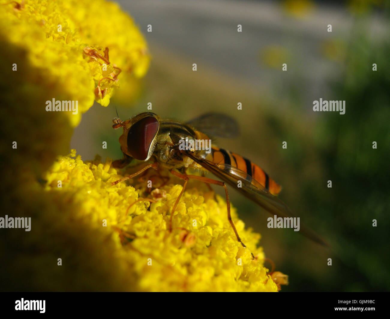 Drink and fly hi-res stock photography and images - Alamy
