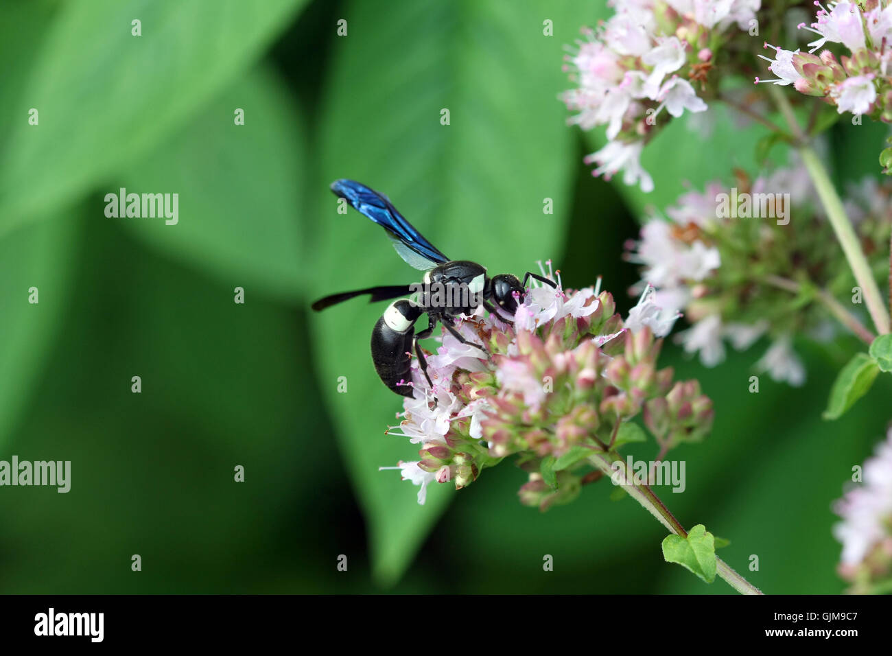 Potters Wasp Eumeninae Stock Photo - Alamy