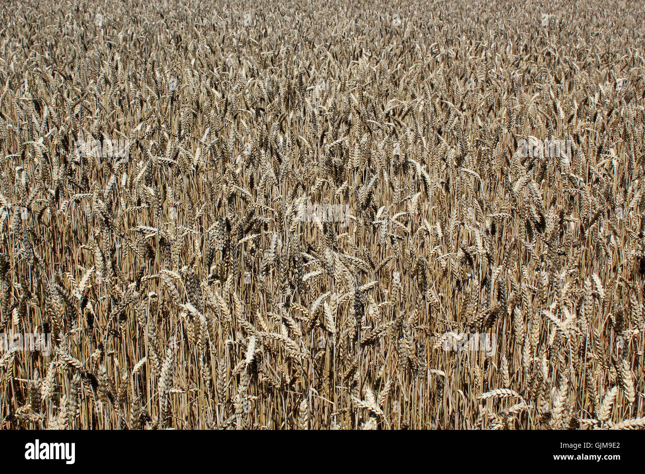 Gold wheat field Stock Photo - Alamy