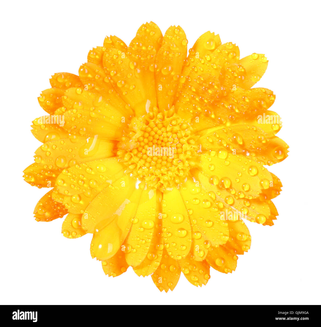 One orange flower of calendula with dew Stock Photo - Alamy