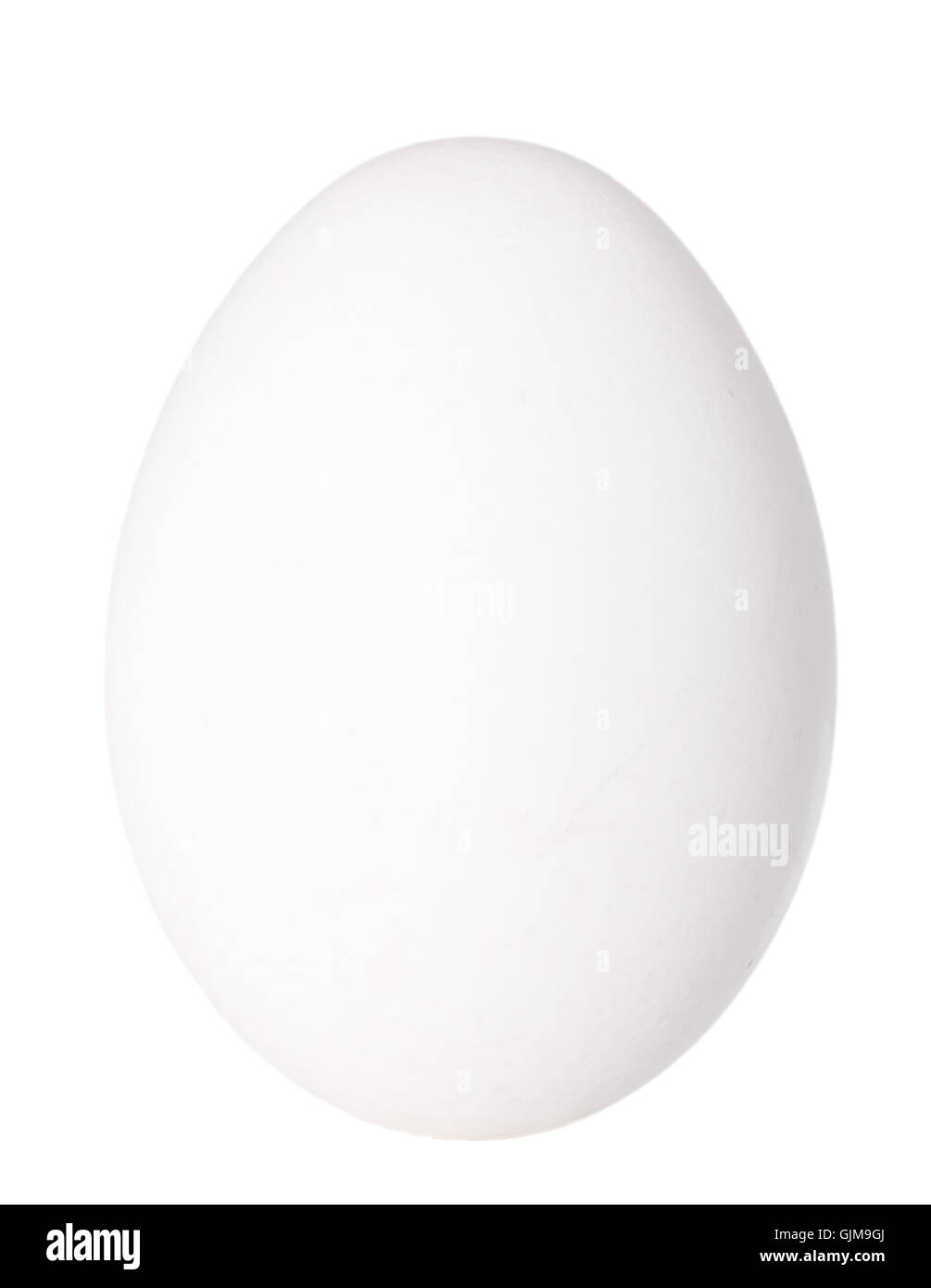 Only single white bird egg Stock Photo - Alamy
