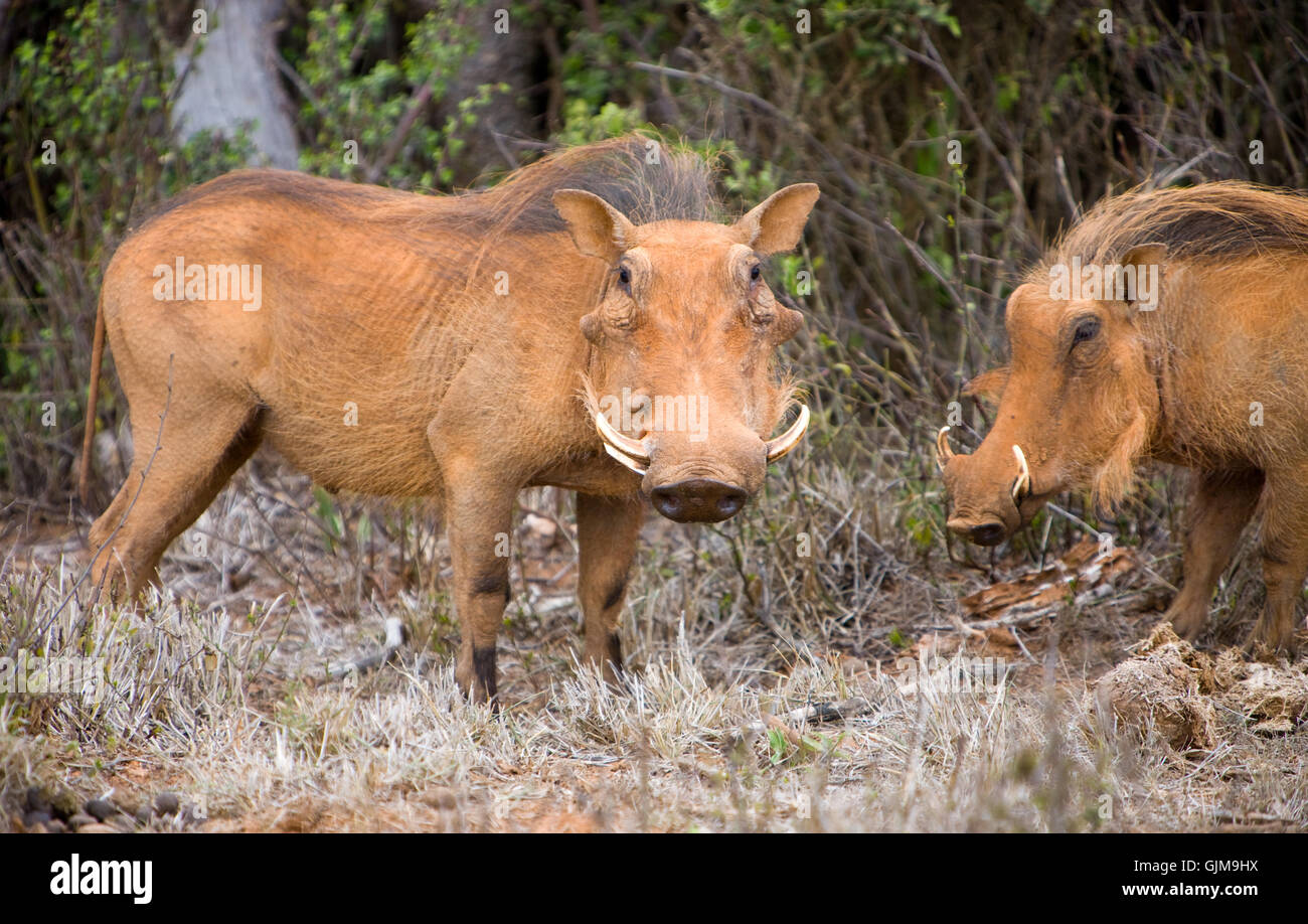 Pigs teeth hi-res stock photography and images - Alamy