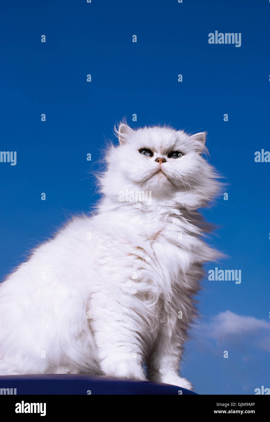 Predator animal hi-res stock photography and images - Alamy