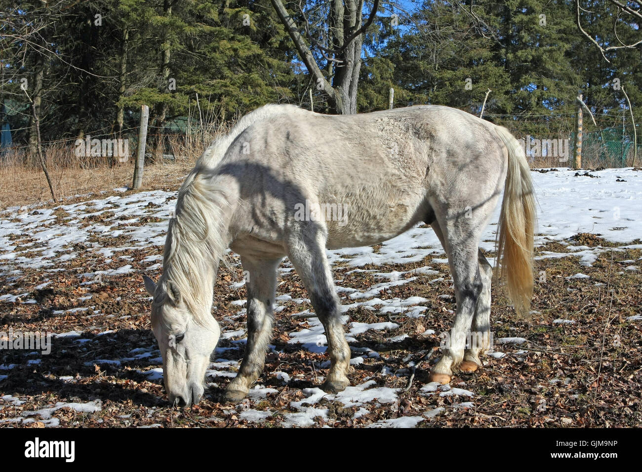 White stallion ranch hi-res stock photography and images - Alamy