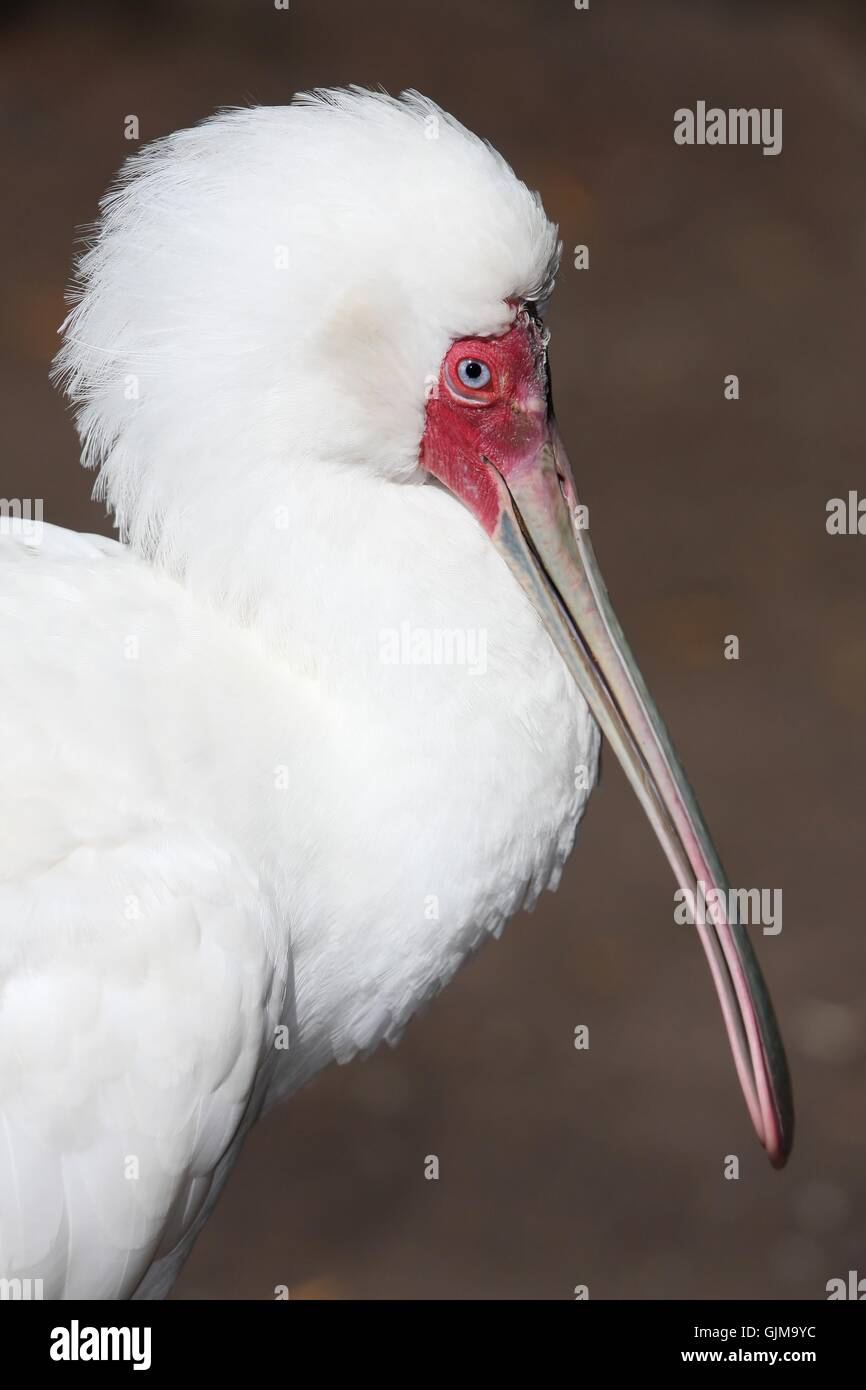 Flat bill bird hi-res stock photography and images - Alamy